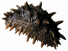 Трепанг - свойства, применение, противопоказания